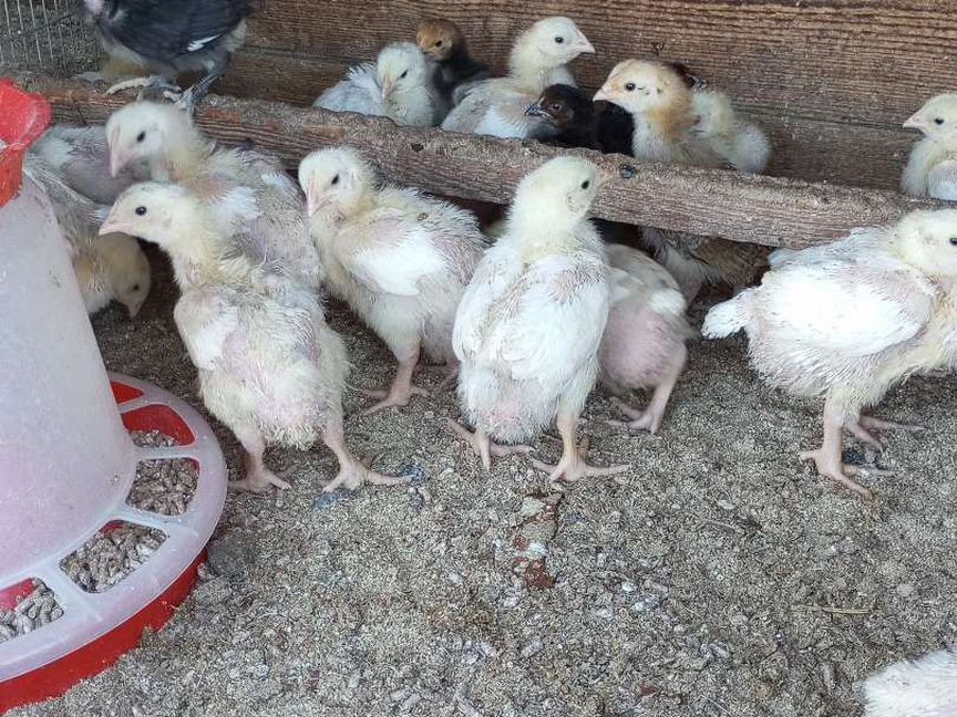 Цыплята бройлеры