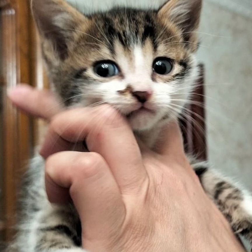 Трехцветный котенок Мусямба 1,5 месяца в дар