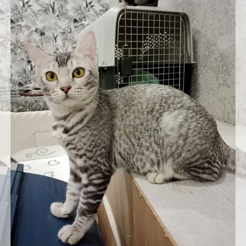 Чаузи котёнок