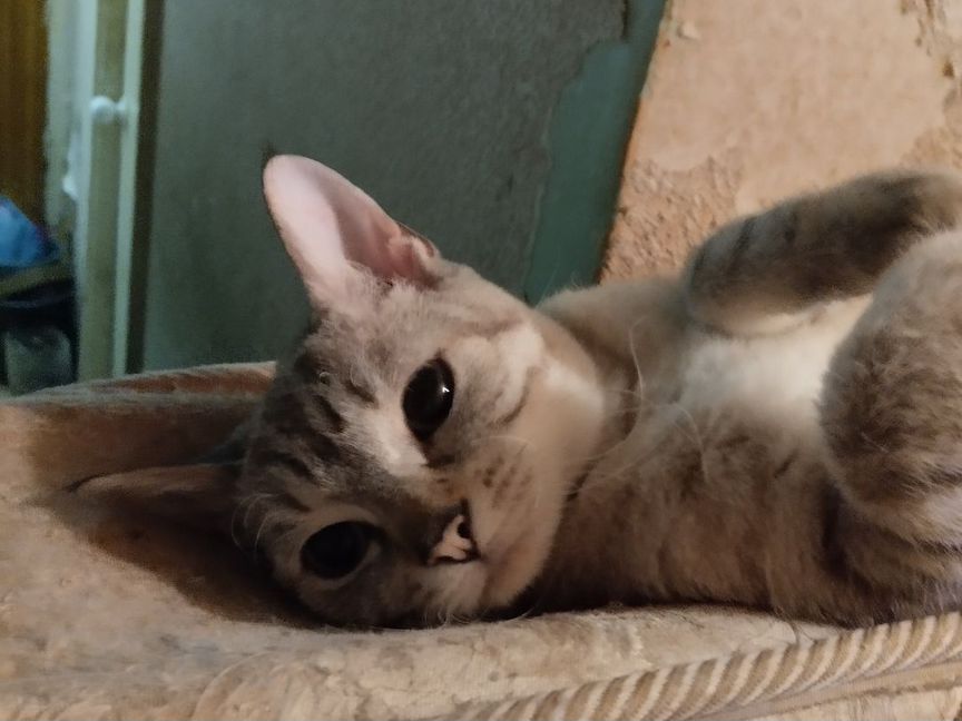 Кошка британская короткошерстная