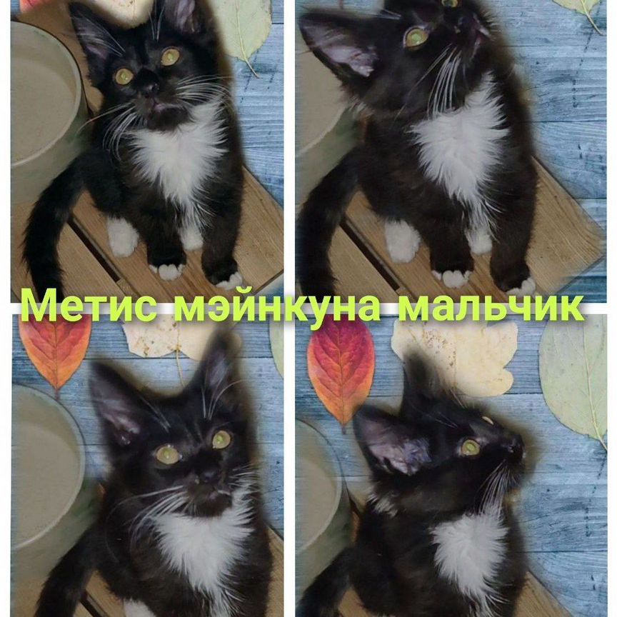 Очень красивый мальчик метис мэйнкуна