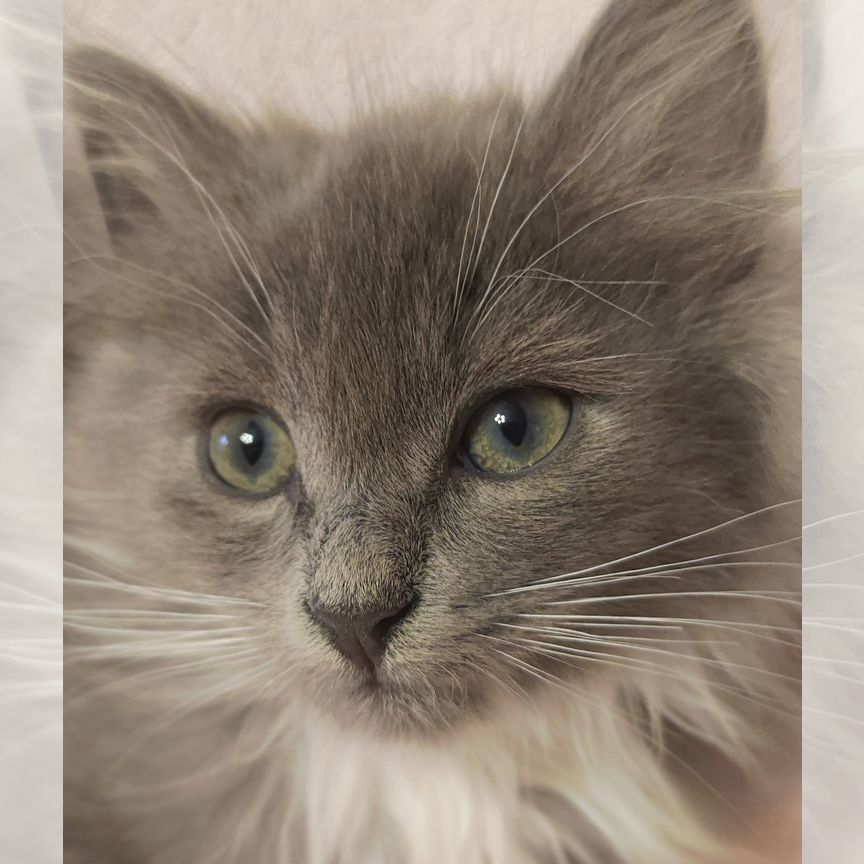 Котёнок от частного владельца