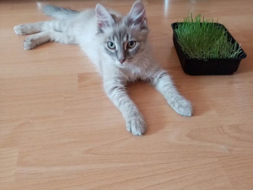 Кошки в добрые руки