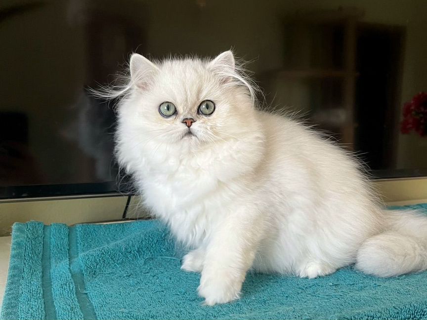 Котята персидская шиншилла
