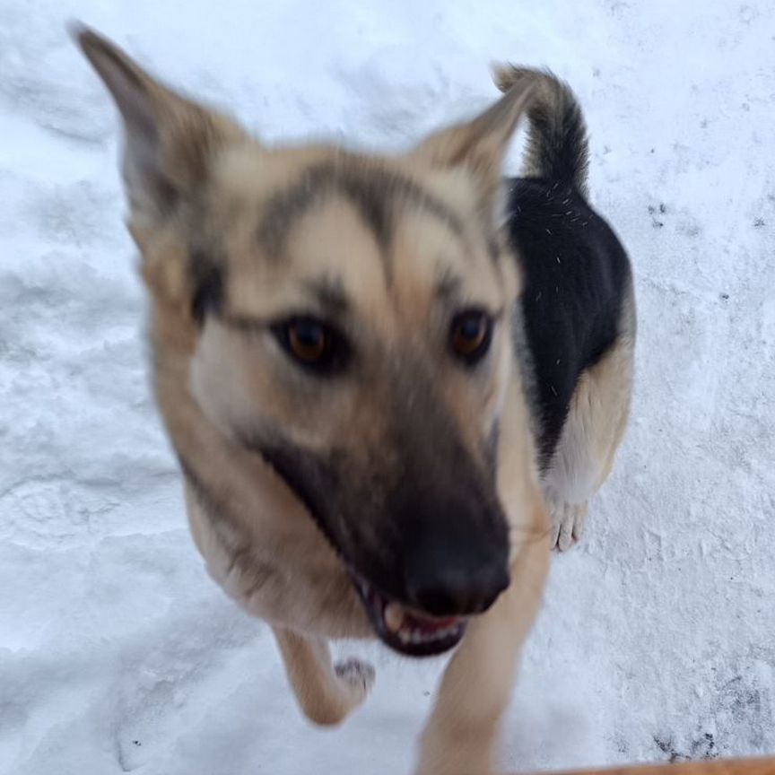 Восточноевропейская овчарка, взрослая собака