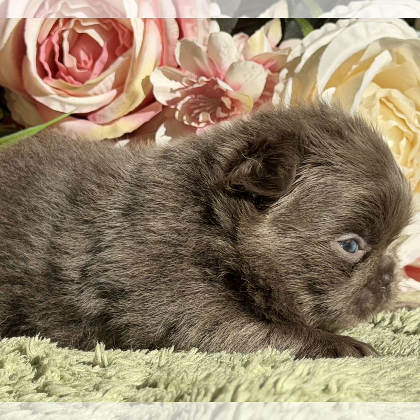 Чихуахуа, щенок