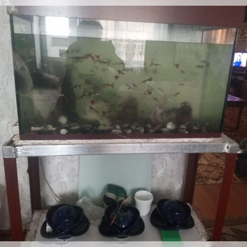 Аквариум с рыбками