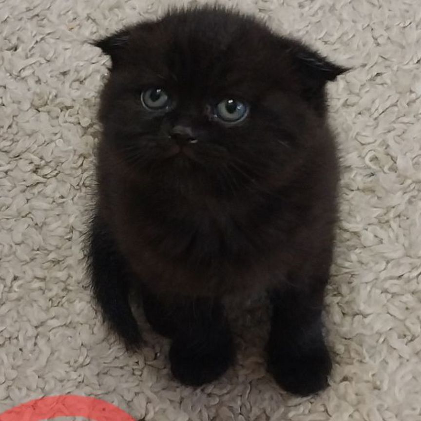 Продам шотландских котят