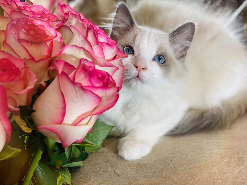 Ласкуша малыш рэгдолл с документами