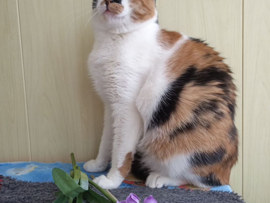 Кошка Анюта