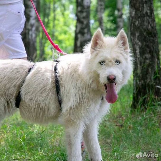 Собака Аляска ждет тебя в приюте Некрасовка