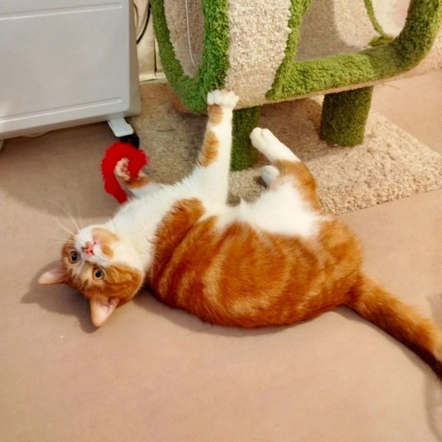 Офигенный котяра