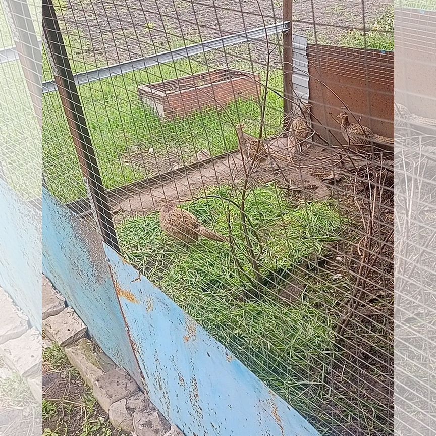 Фазан охотничий (самки)