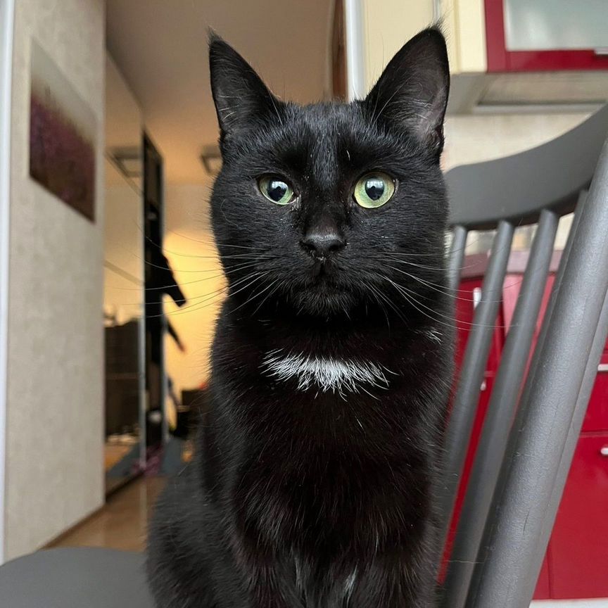 Черный котик в добрые руки