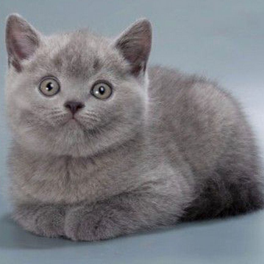 Британский короткошёрстный котёнок