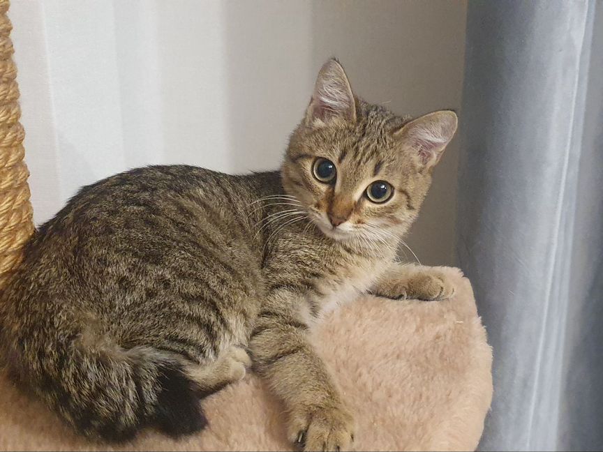 Домашние животные котята котенок