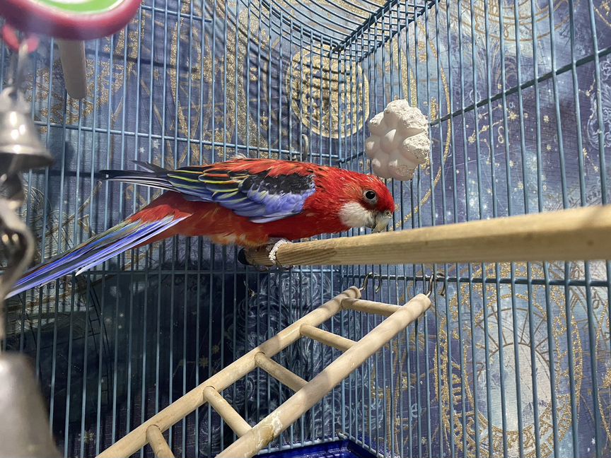 Попугай розелла