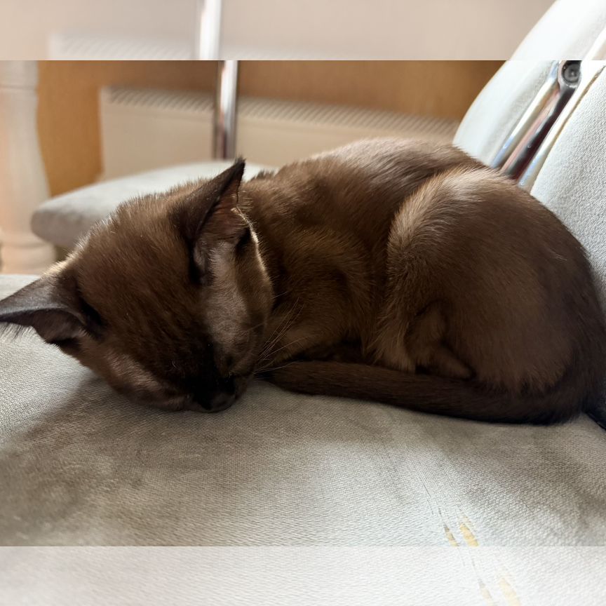 Европейский бурманский котёнок