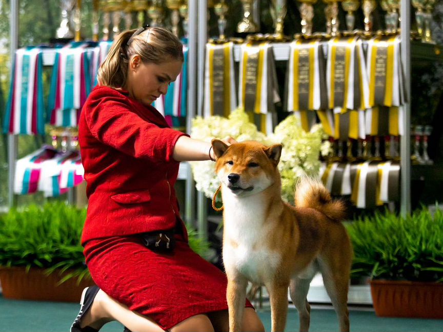 Сиба ину кобель