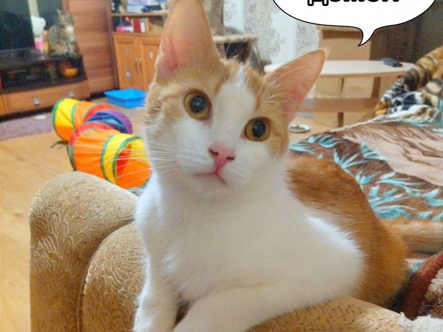 Рыженькая ищет дом