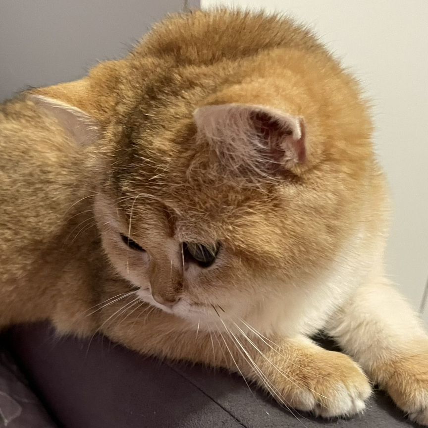 Котята золотая шиншилла