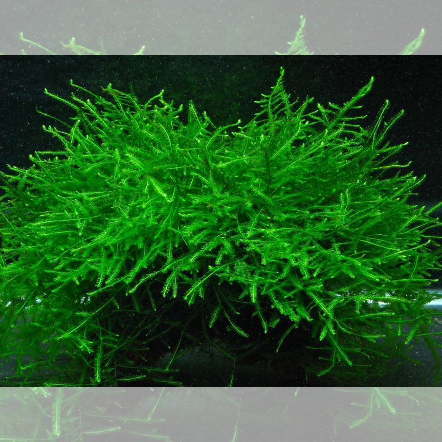 Яванский мох для аквариума