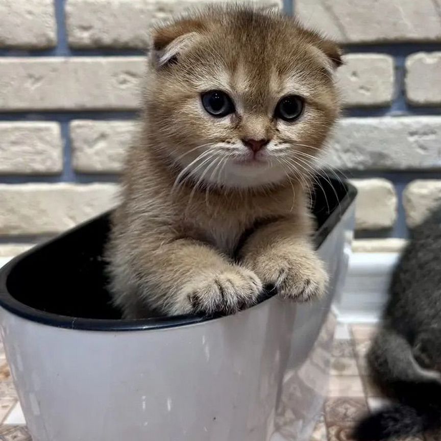 Шотландский вислоухий короткошёрстный котёнок