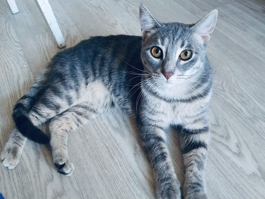 Переживательный кот в дар