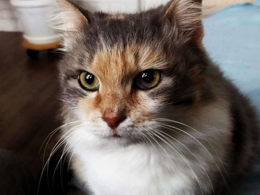 Кошечка ищет дом