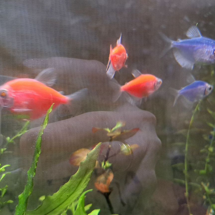 Рыбы тернеция