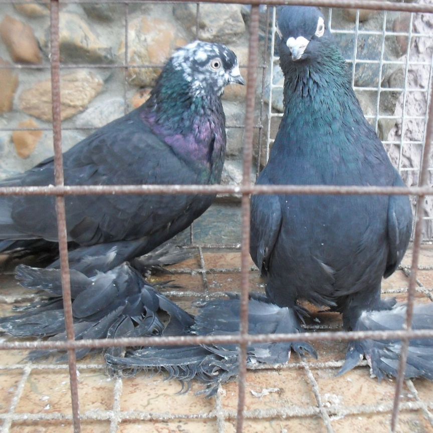 Голуби продажа бойные