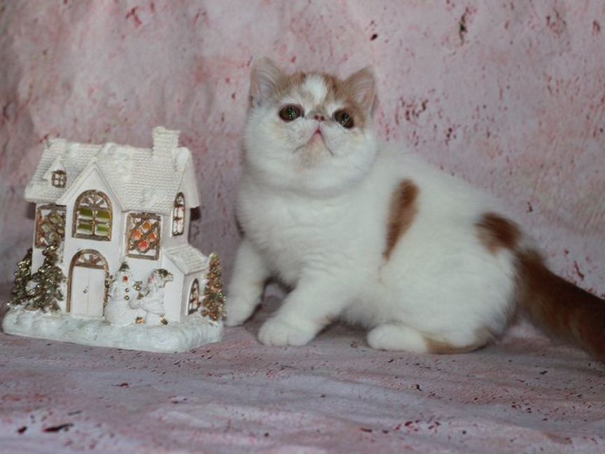 Экзотический котик Кент