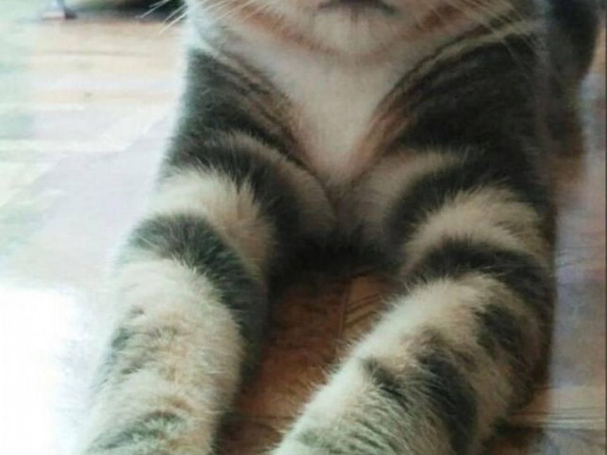 Красавчик котик