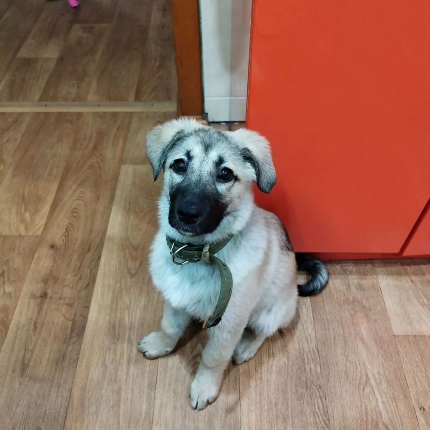 Щенок в добрые руки