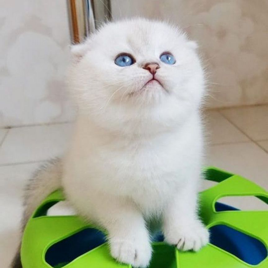 Шотландские котята
