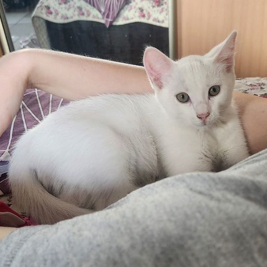 Котята в добрые руки бесплатно