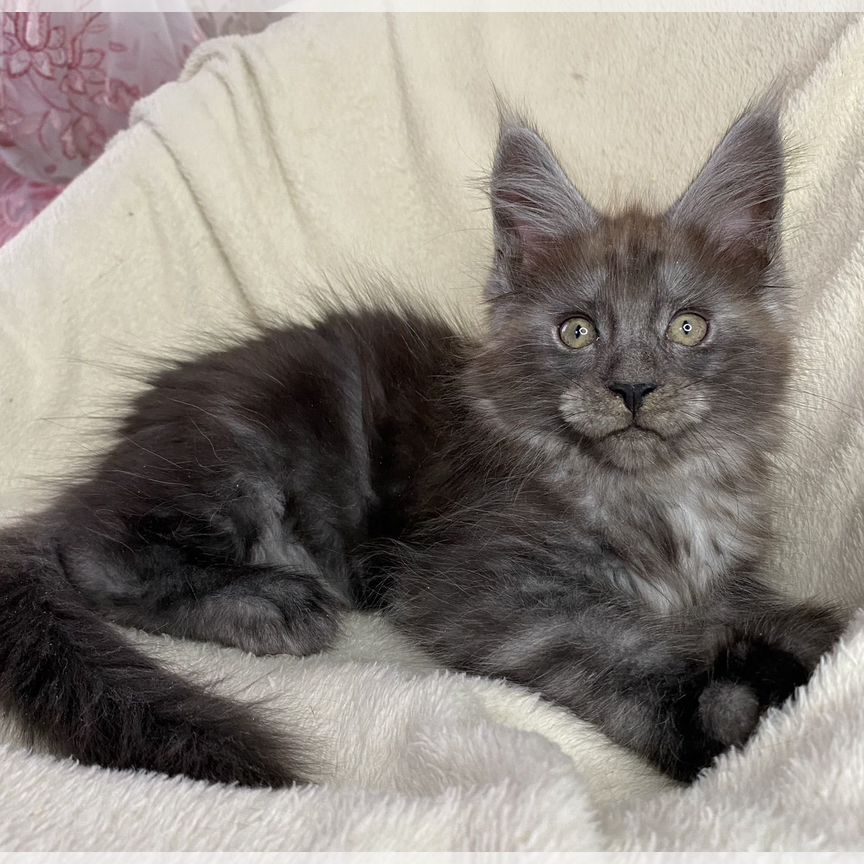 Мейн-кун котёнок