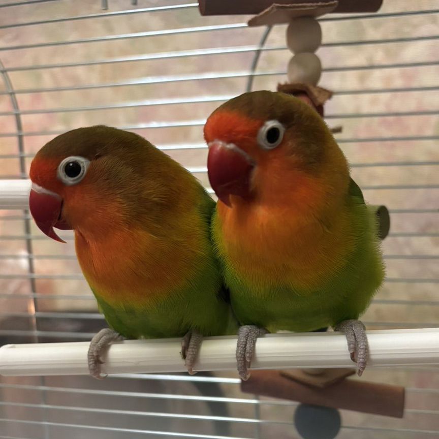 Попугаи неразлучники с клеткой