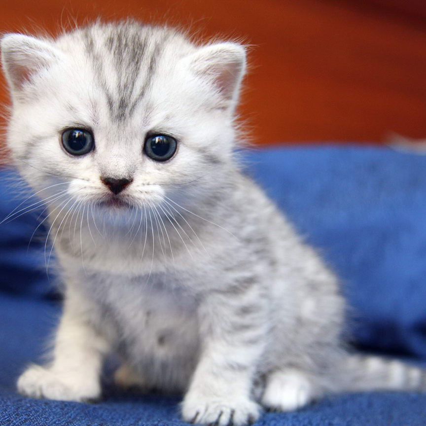 Шотландский вислоухий короткошёрстный котёнок