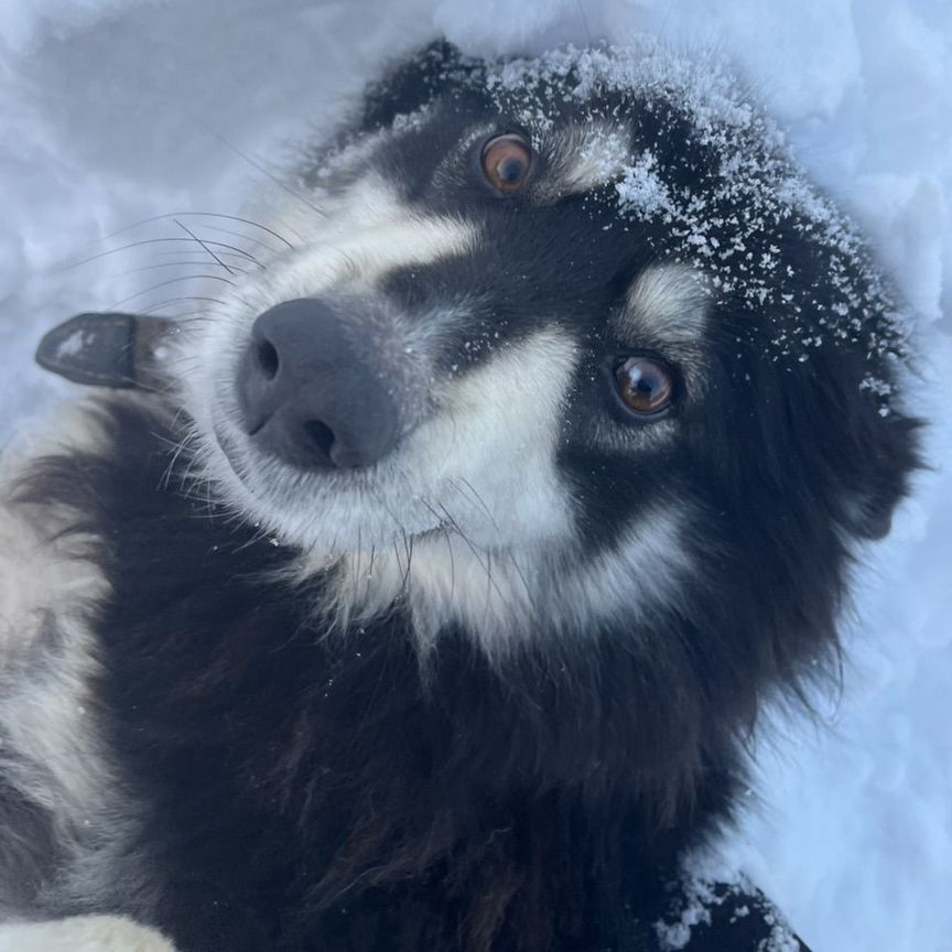 Собака сторожевая