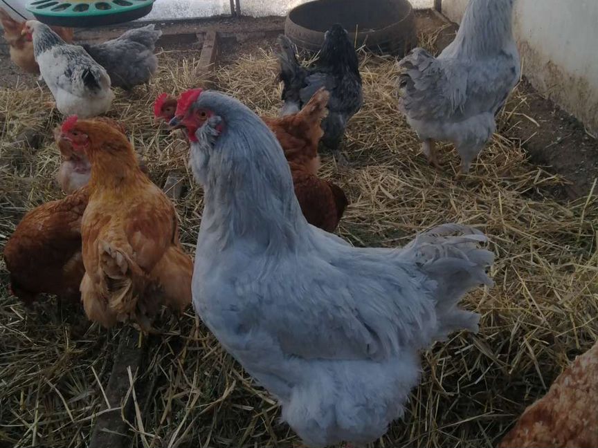 Продажа петухов Амераукана
