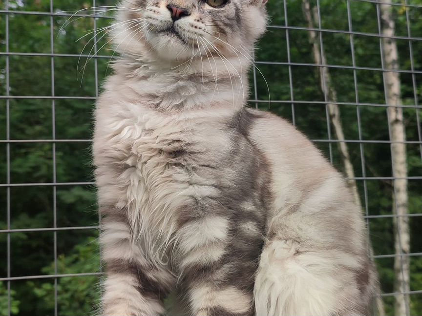 Мейн-кун кот мрамор на серебре