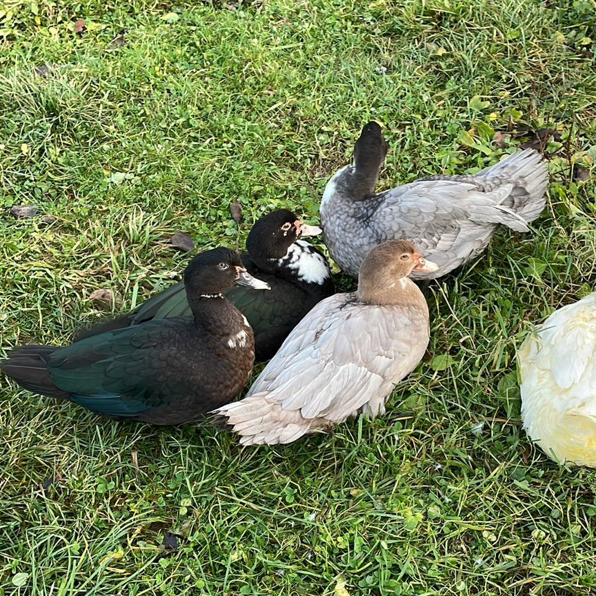 Мускусные утки