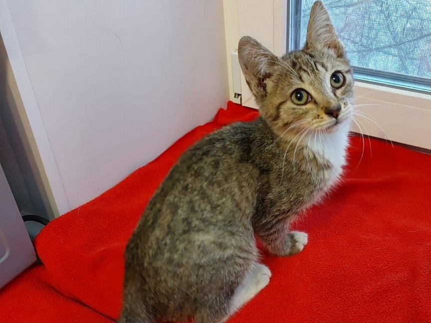 Котенок шпротик ищет дом