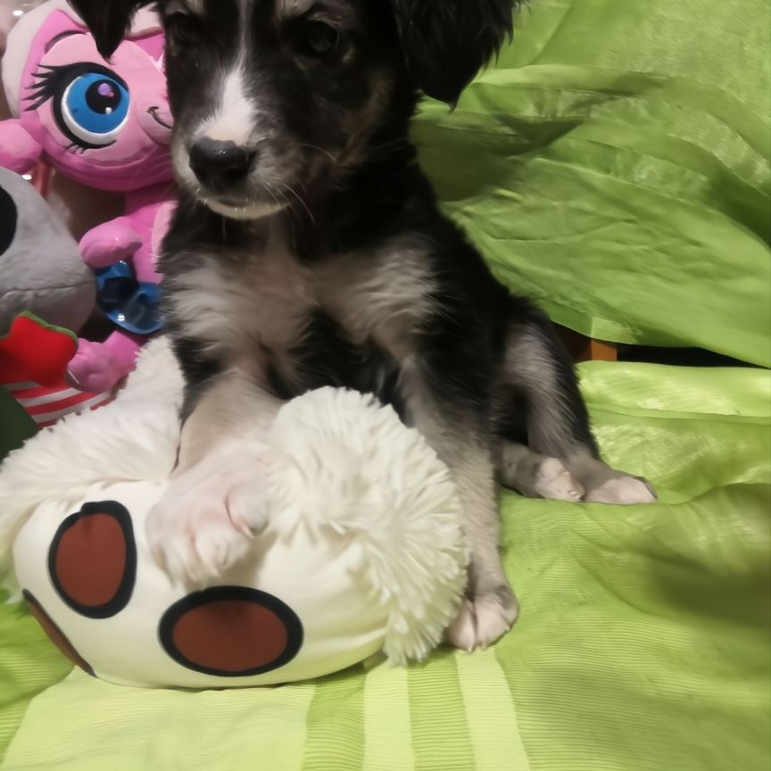 Щенок в добрые руки