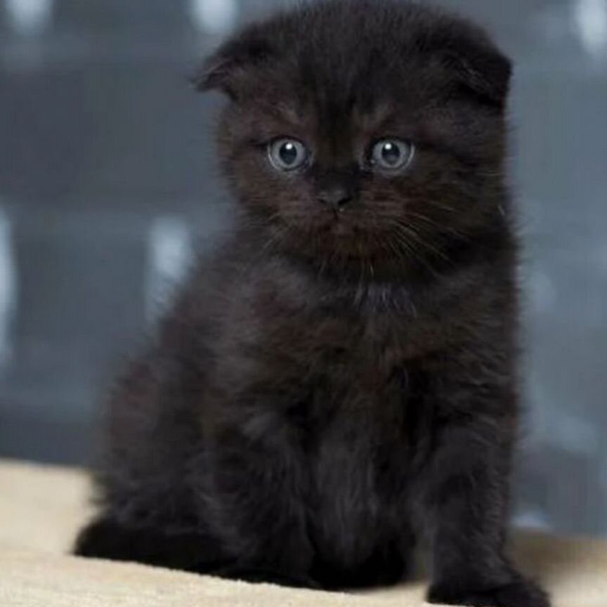 Хранители дома