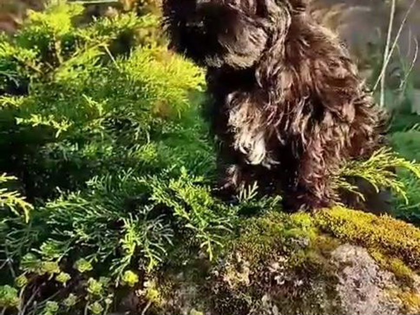 Чёрный чертёнок йорк