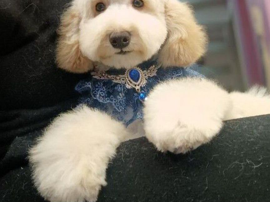 Миниатюрный абрикововый пудель