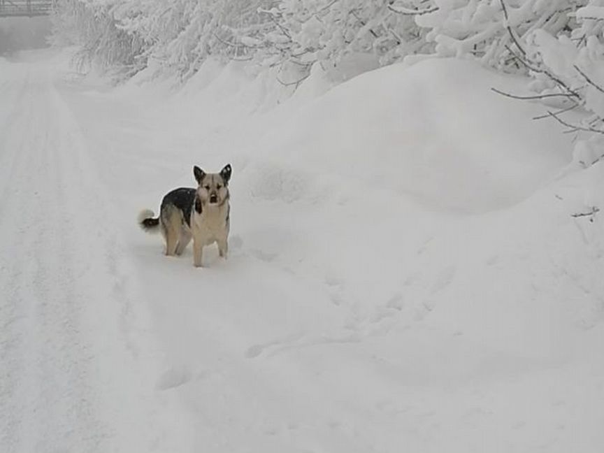 Собака в добрые руки отдам бесплатно