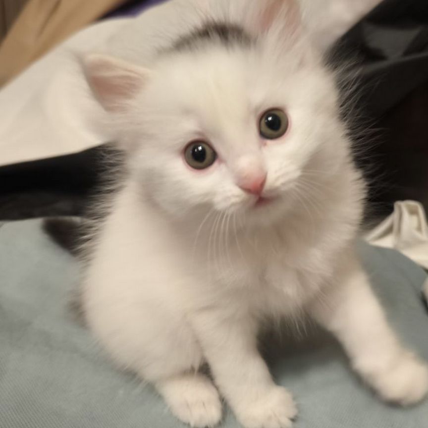 Котёнок от частного владельца